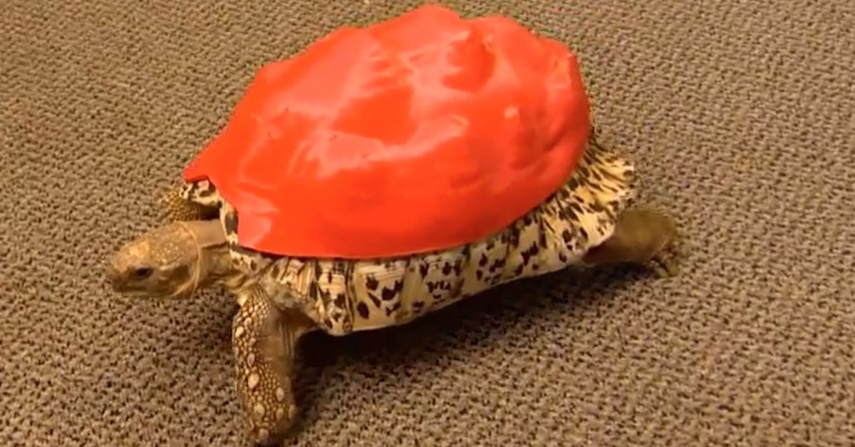 When You See What He Built For This Disabled Tortoise, Your Heart Will ...