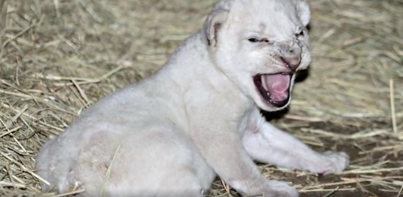 Lion Mom Feeds Her Healthy Newborn. Now Take A Closer Look At The Cub’s ...