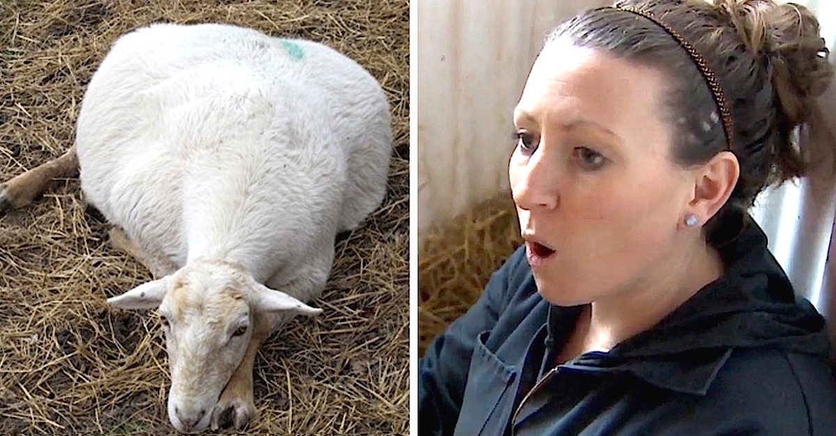 Sheep Unexpectedly Gives Birth To Four Lambs | LittleThings.com
