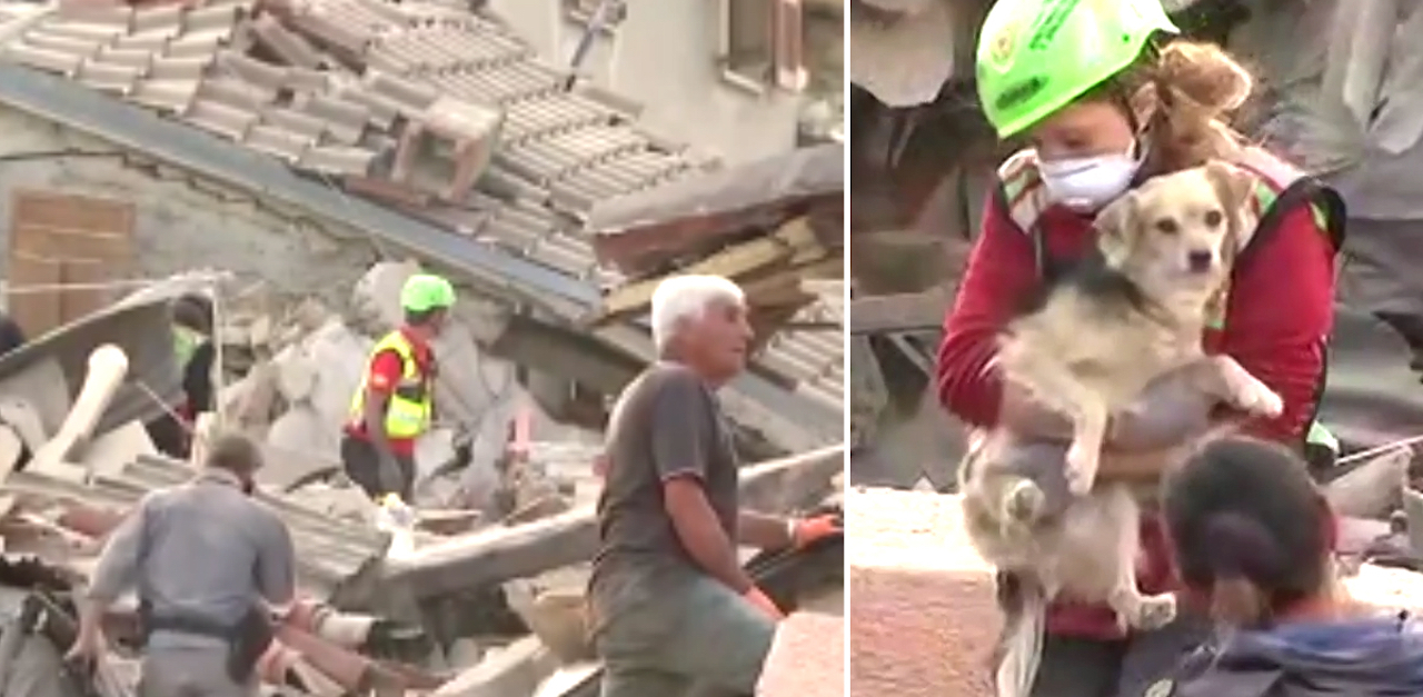 Heart-Stopping Moment Rescuers Pull A Dog From Rubble After Deadly ...