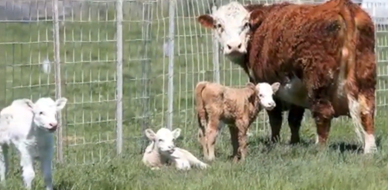 Cow Gives Birth To Rare Triplets | LittleThings.com