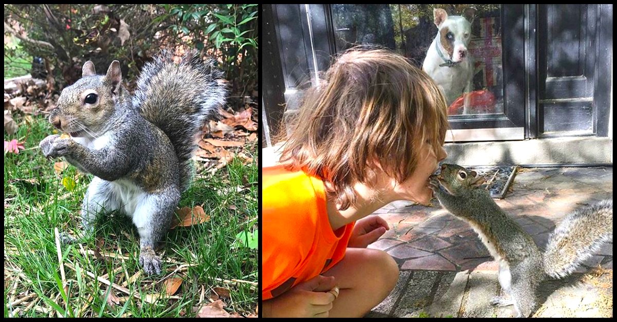 Rescue Squirrel Still Visits Family Every Day | LittleThings.com