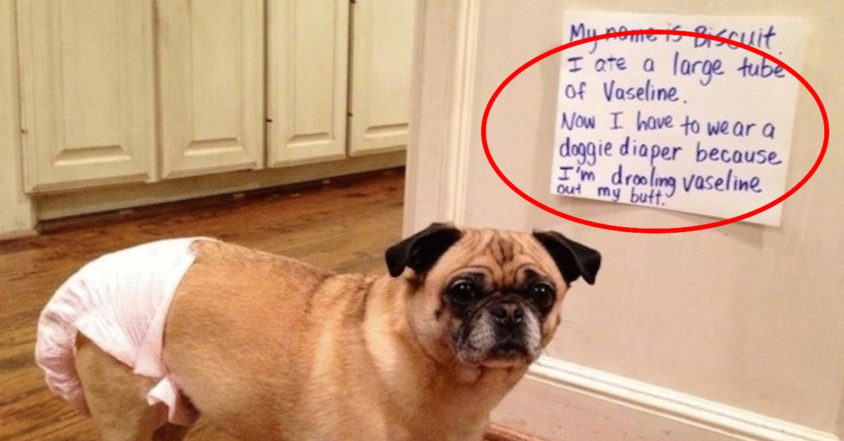 The 15 Cutest Dogs Who DEFINITELY Did Not Deserve This 'Dog Shaming ...