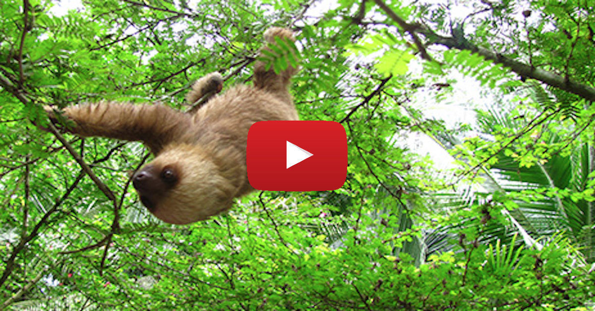 [Caught On Camera] Baby Sloth Rescued After Falling From A Tree ...