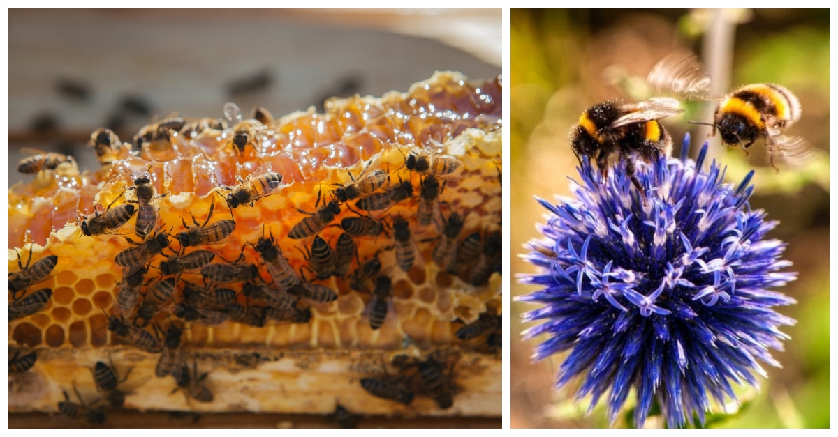 8 Reasons Bees Are The Most Important Species On Planet Earth ...