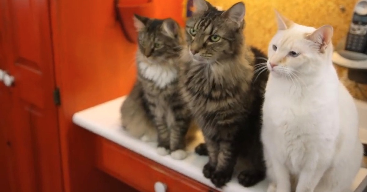 You Won't Believe What She Taught Her Cats To Do — This Is A MUST SEE ...