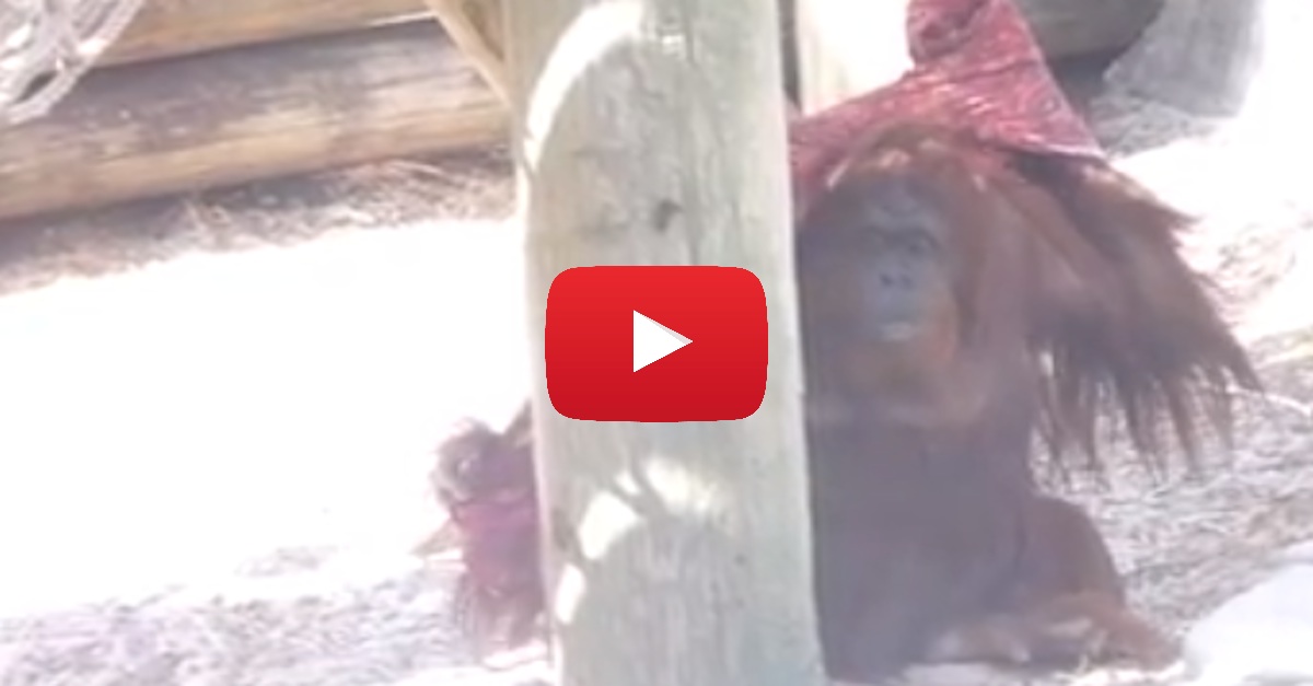 I Can't Believe I Caught This On Video! What This Ape Did Completely ...