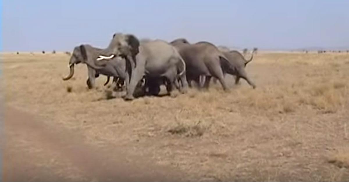 A Young Elephant Went Missing. Now Keep Your Eye On The Left Hand Of ...