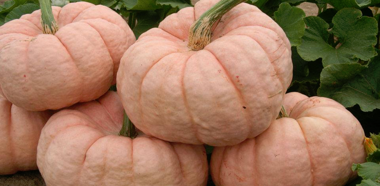 Farmers Are Growing Pink 'Porcelain Doll' Pumpkins To Help Find A Cure ...