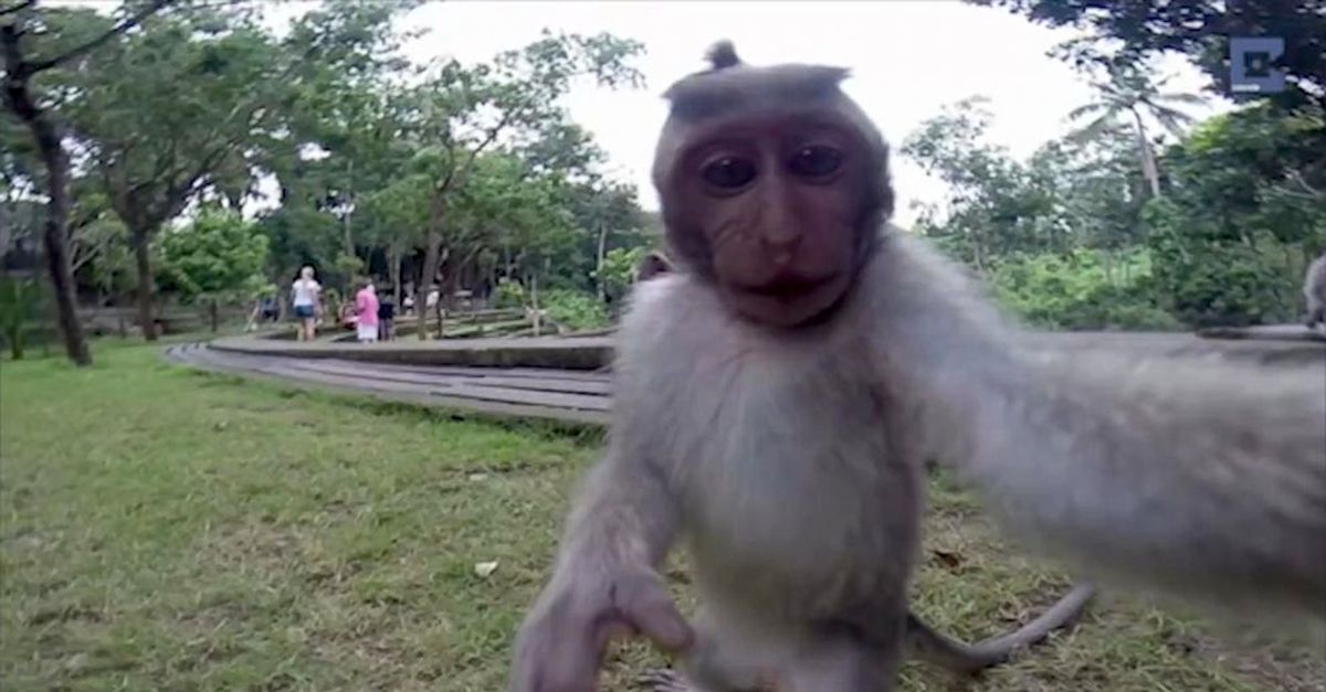 A Monkey Stole A Woman's Camera, And The Results Are Hysterical ...