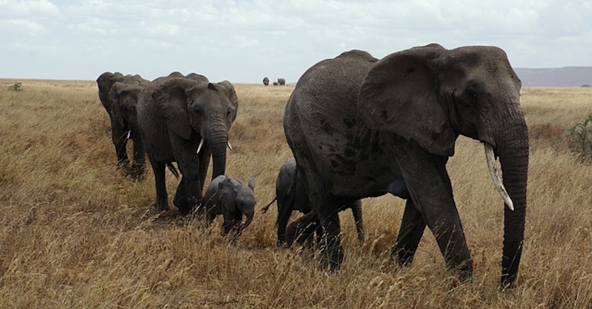 31 Elephants Walk For 12 Miles In A Single Line. Their Destination? I'm ...