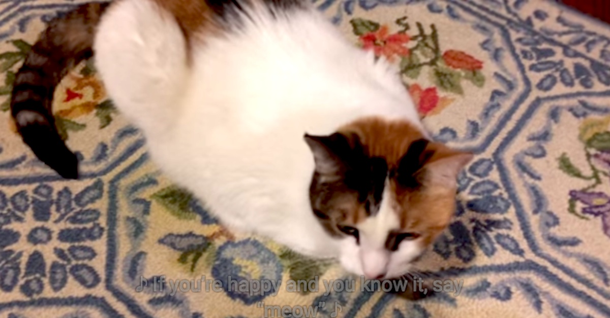 She Starts Singing A Famous Children’s Song... Now Watch What The Cat ...
