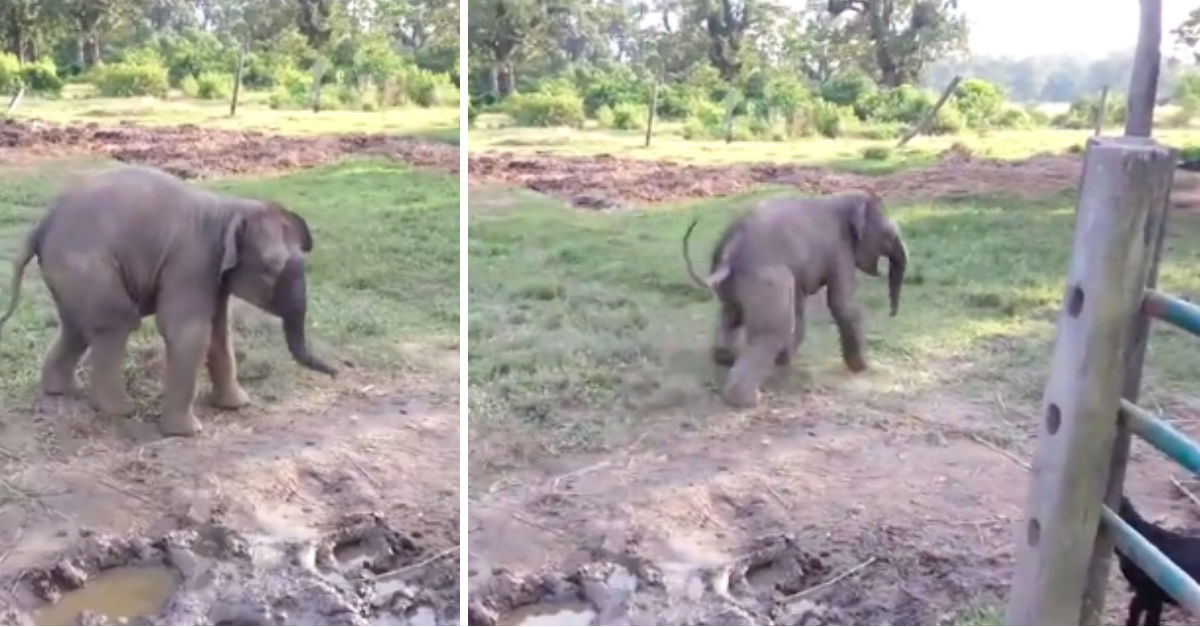 Baby Elephant Gets Terrified By Tiny Goat | LittleThings.com