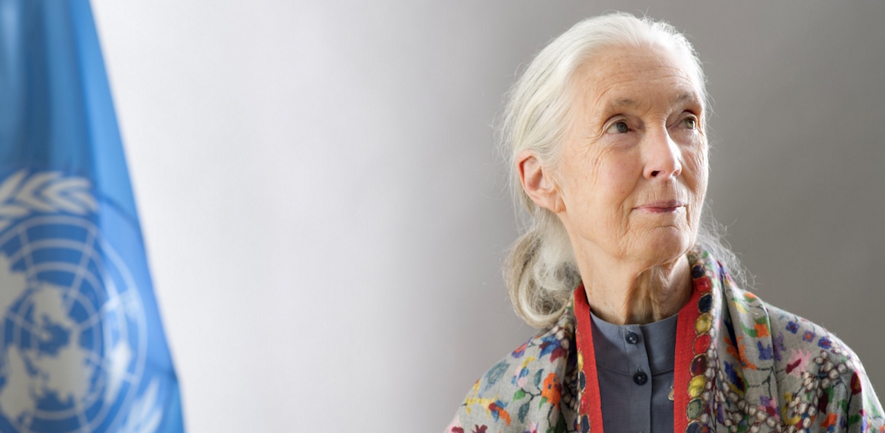 Dr. Jane Goodall Reveals 7 Facts About Herself | LittleThings.com
