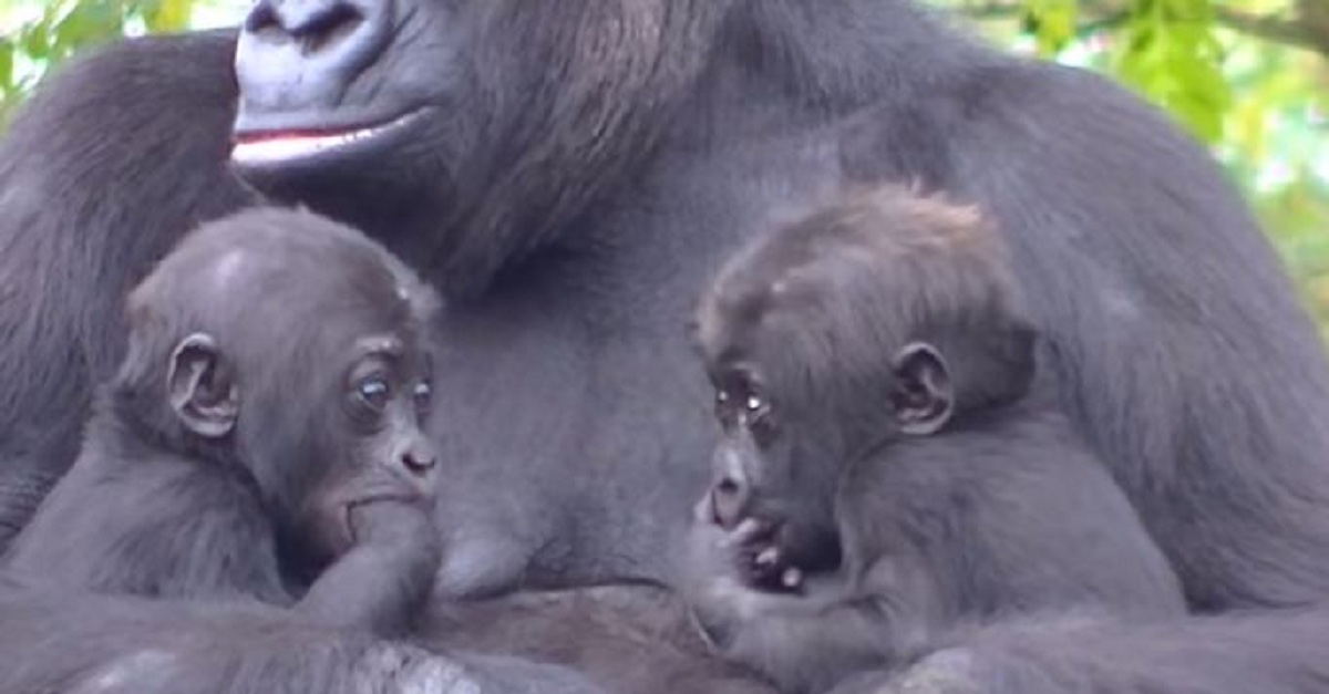 Oh My! A Gorilla Gave Birth To Twins! You Have To See These Cuties ...