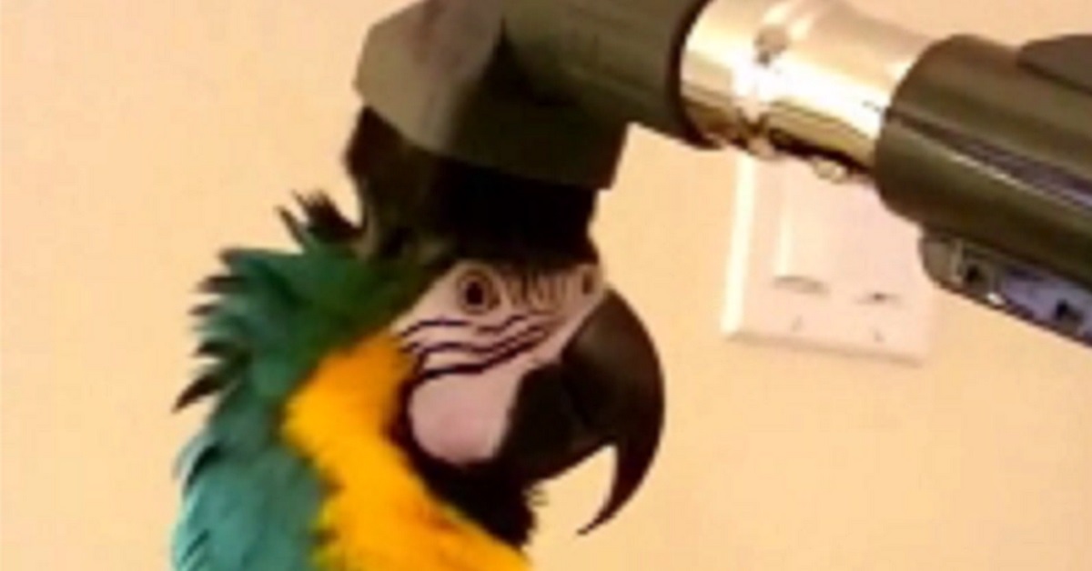 They Used A Vacuum On The Macaw's Head. It Sounds CRAZY, But Just Watch ...