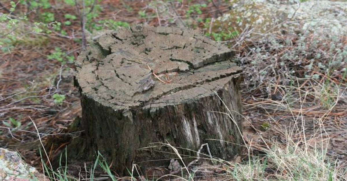 She Brought An Old Tree Stump Into Her Living Room. When I Saw Why ...