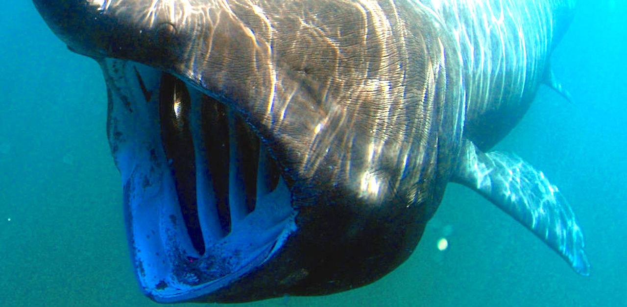 11 Nightmare-Inducing Animals That Are Actually Harmless | LittleThings.com