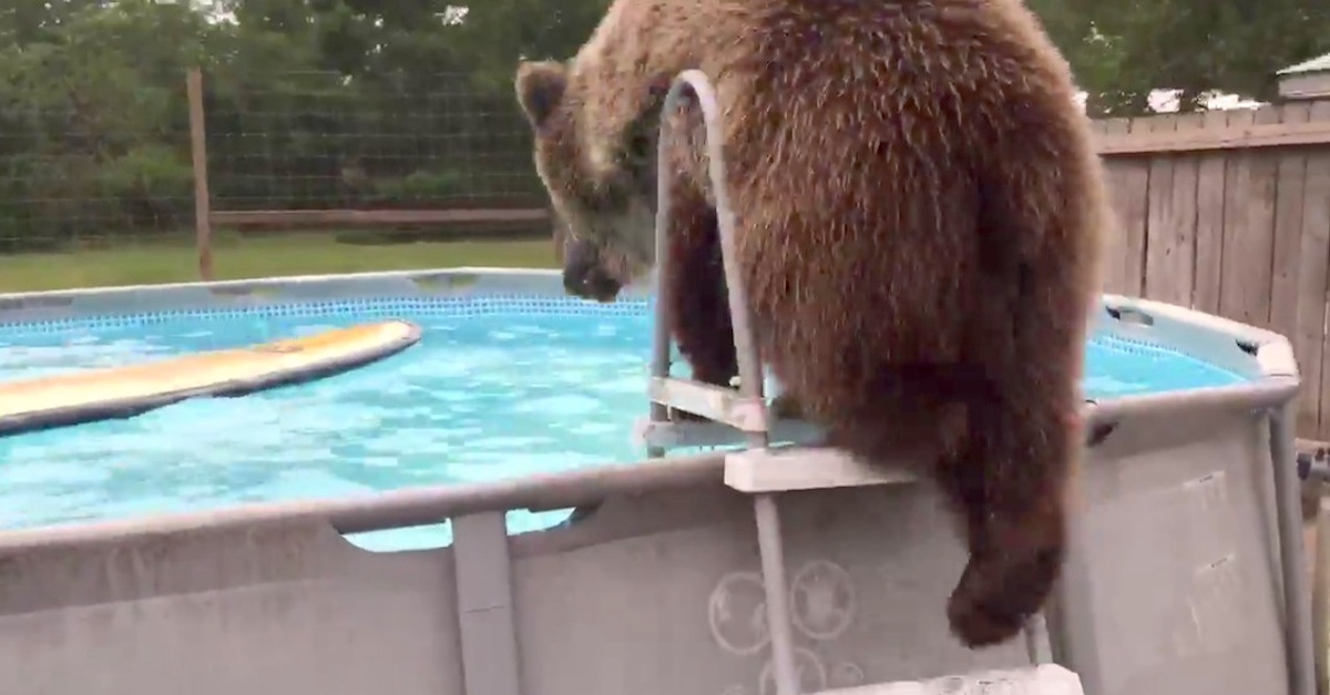 Bear Discovers A Swimming Pool. His Reaction? Hilarious! | LittleThings.com