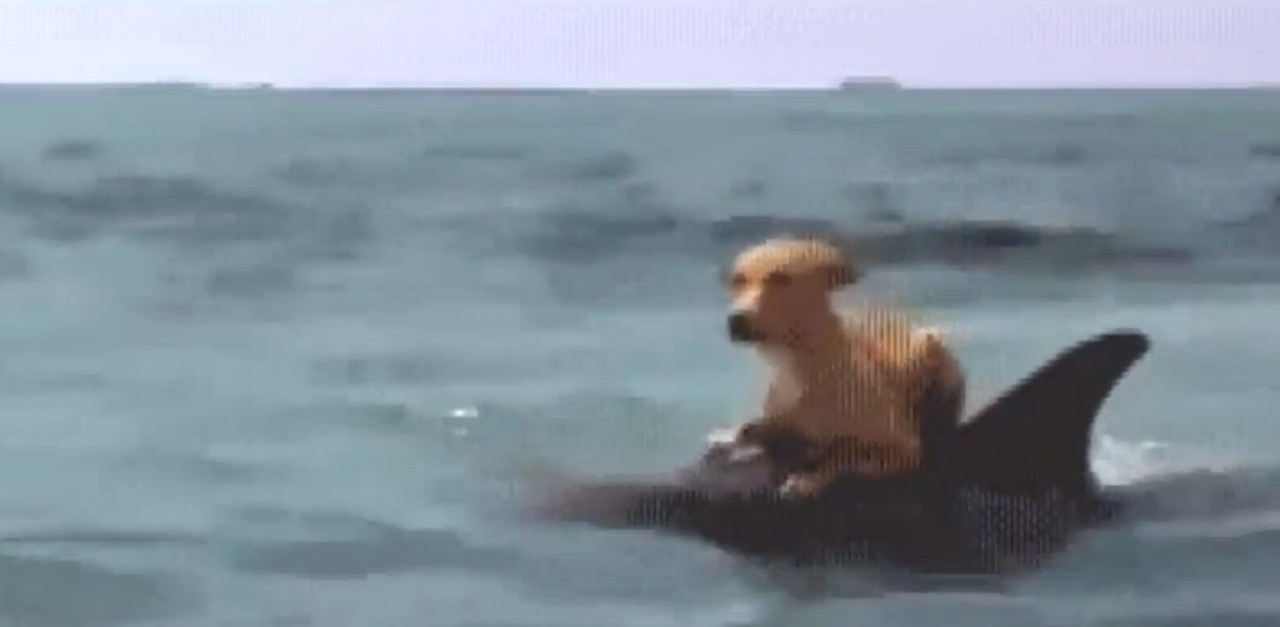 Dogs Ride Dolphins | LittleThings.com