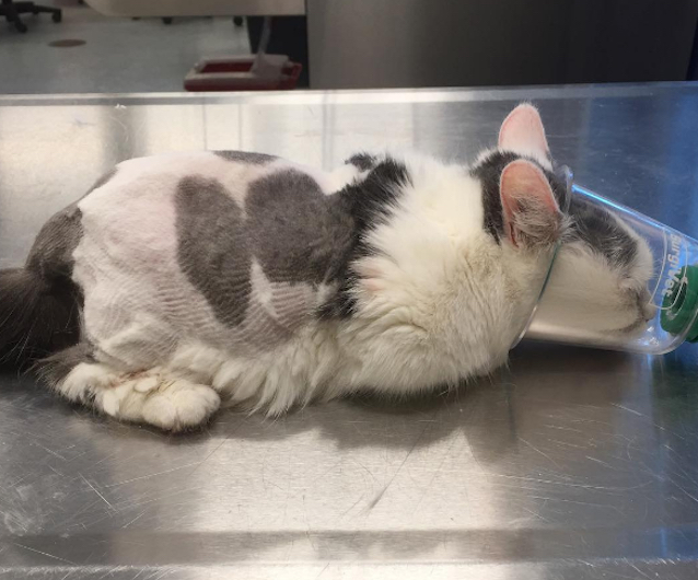 No One Wanted Blind Cat Dumped At Shelter Covered In Urine, Then 3,000 ...