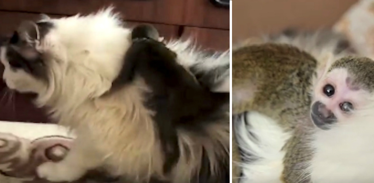 Cat Becomes The Adoptive Mother To An Orphaned Newborn Monkey ...