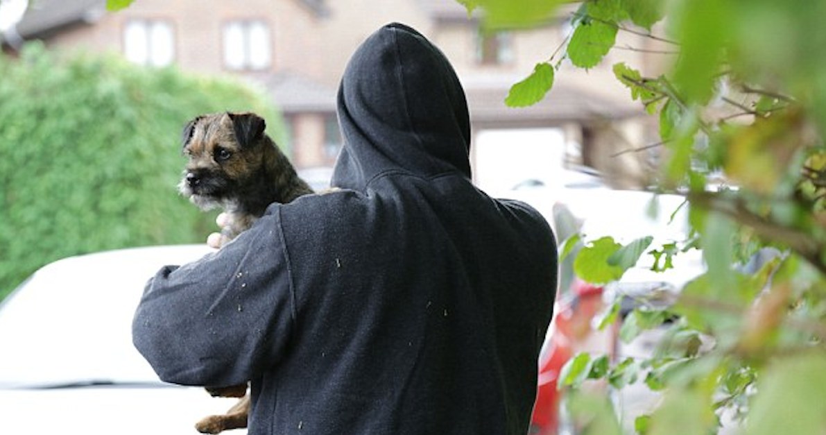 How One Woman Copied 'Law and Order' To Find Her Kidnapped Dog ...