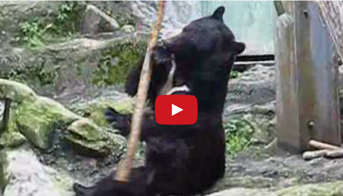 A Bear Was Given A Stick And You'll Never Believe What He Did Next! WOW ...