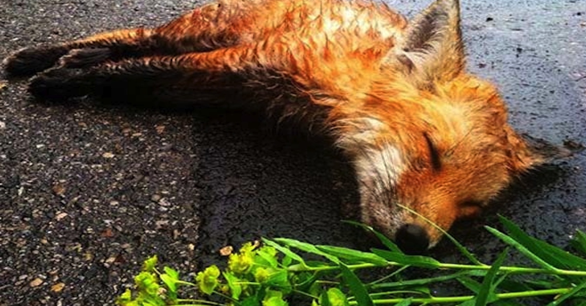 A Man Found A Dead Fox In The Street. On His Way Home From Work, He ...