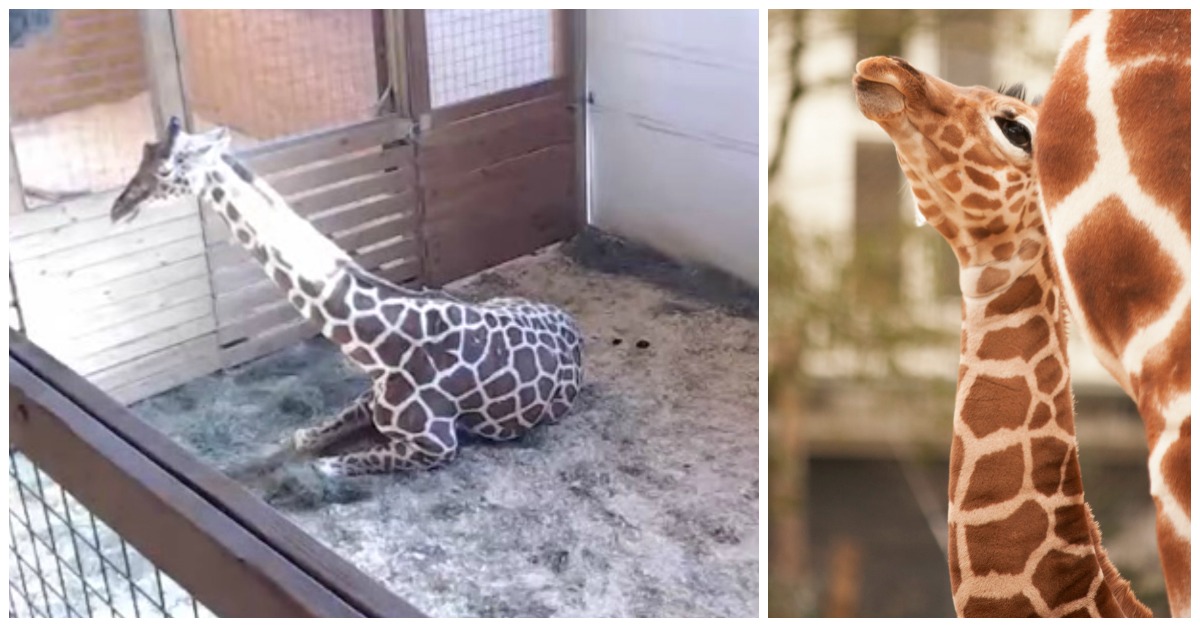 10 Amazing Things About Giraffe Labor And Pregnancy | LittleThings.com