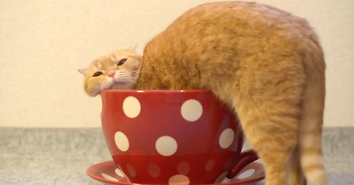 Adorable Cat *Really* Wants To Fit Into This Tiny Cup. Hysterical ...