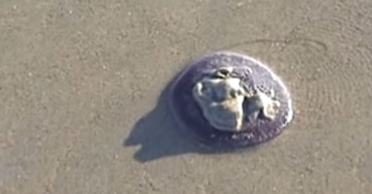 He Films A Moving Sand Dollar. Then He Notices Its Edges… This Is MIND ...