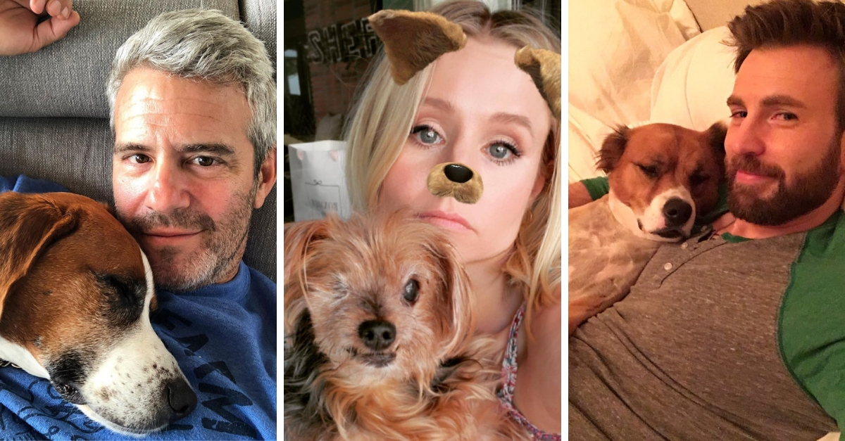 These 20 Celebrity Rescue Pets Are Absolutely Adorable | LittleThings.com