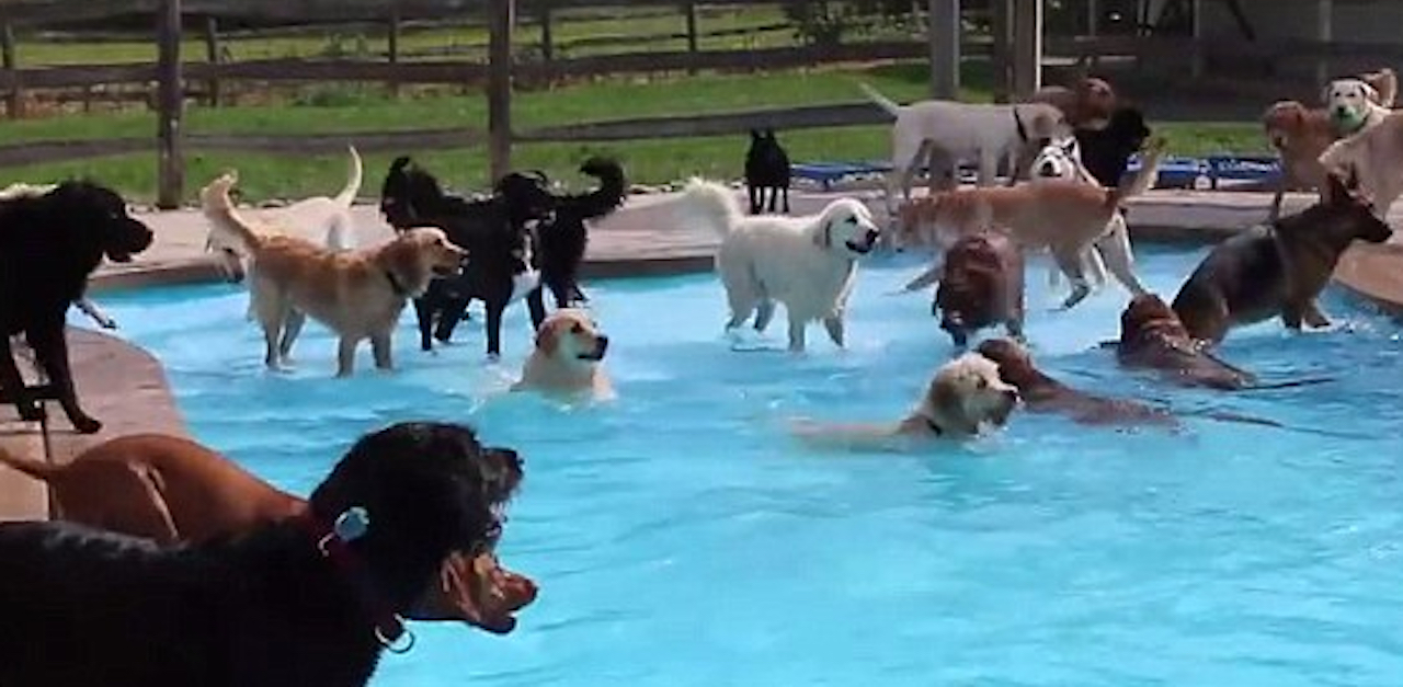Huge Group Of Dogs Belly Flop Into Pool At The Happiest Doggy Party ...