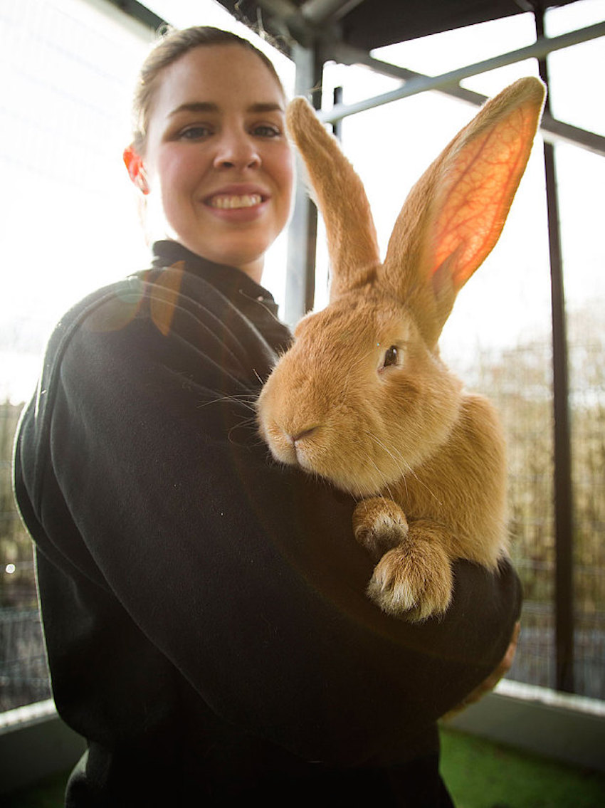 He Looks Like An Ordinary Rabbit, But When She Lifts Him Up? Incredible ...