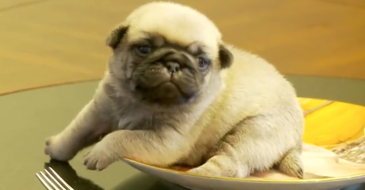 She Started Filming Her Pug, But What She Caught On Camera? I Can't ...