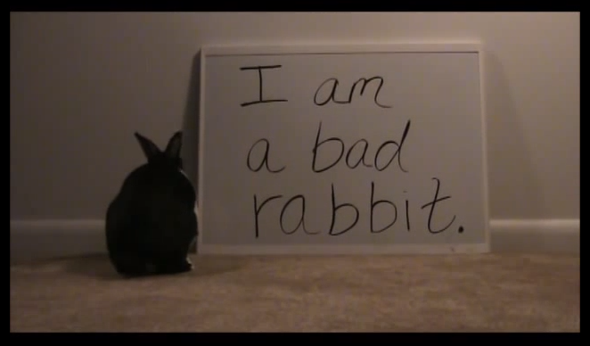 You'll Never Guess Why He's A Bad Rabbit. | LittleThings.com