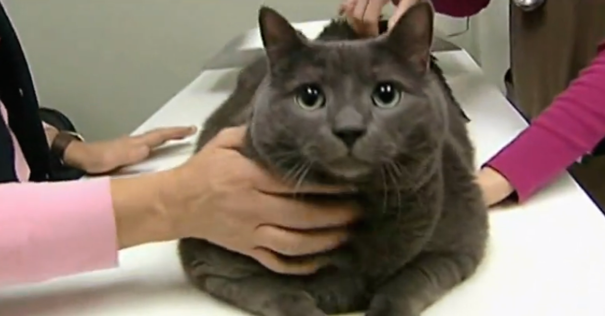 30-POUND Rescue Cat Is FINALLY Getting The Care He Needs! This Is ...