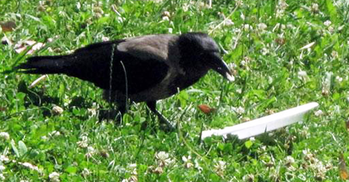 Crow Picks Up A Styrofoam Plate From The Grass. Moments Later Watch ...