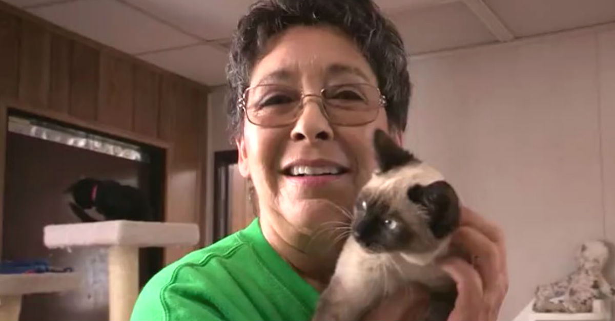 Wait Until You Find Out Why They Call Her ‘The Ultimate Cat Lady.’ Wow ...