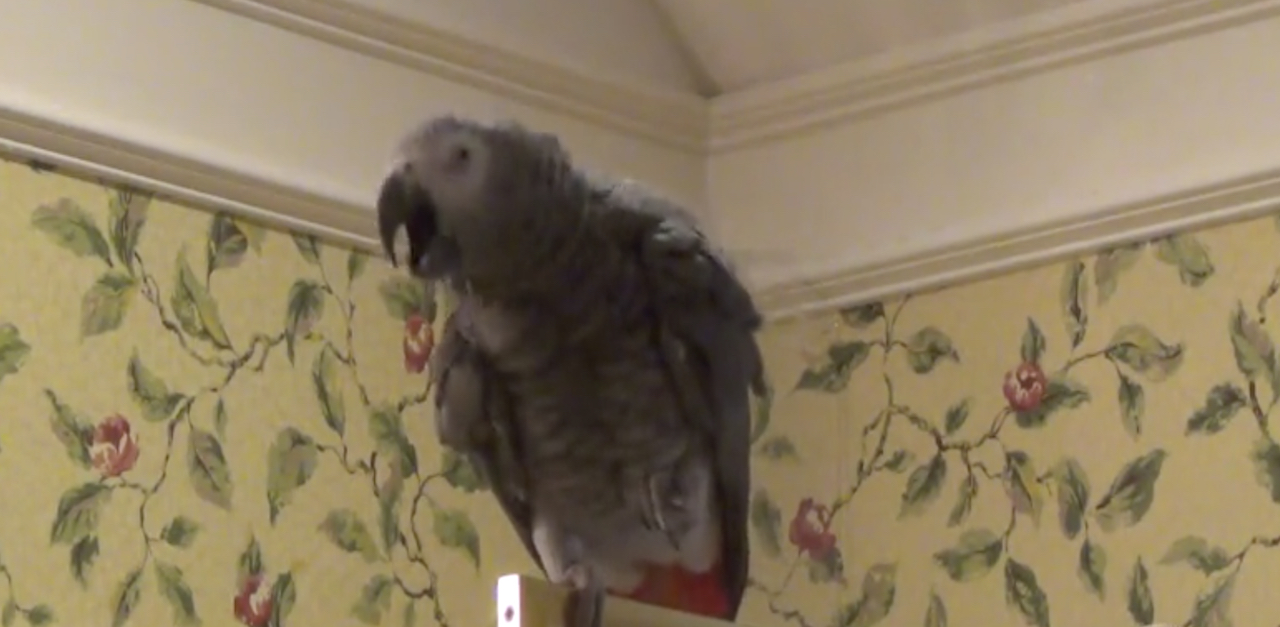 Smart Parrot Has A Sassy Affirmation | LittleThings.com