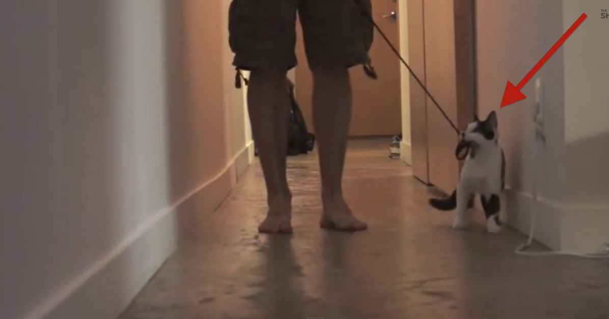 This Cat Walks His Human, And It's Hilarious! Every Cat Owner Should ...