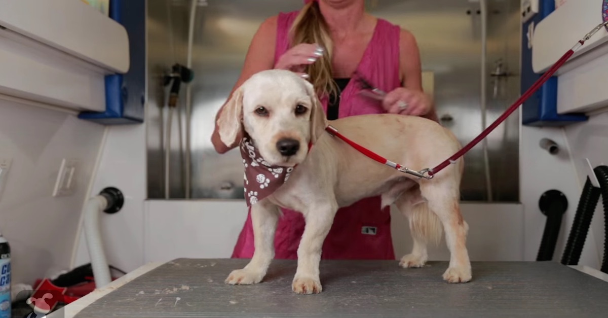 A Woman Grooms A Happy Pup, But What He Looked Like Just Moments Before ...