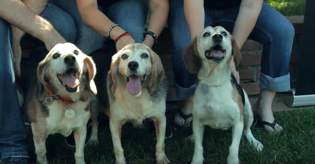 3 Scared Beagles Spent Years In A Lab. Now Watch When They See Grass ...