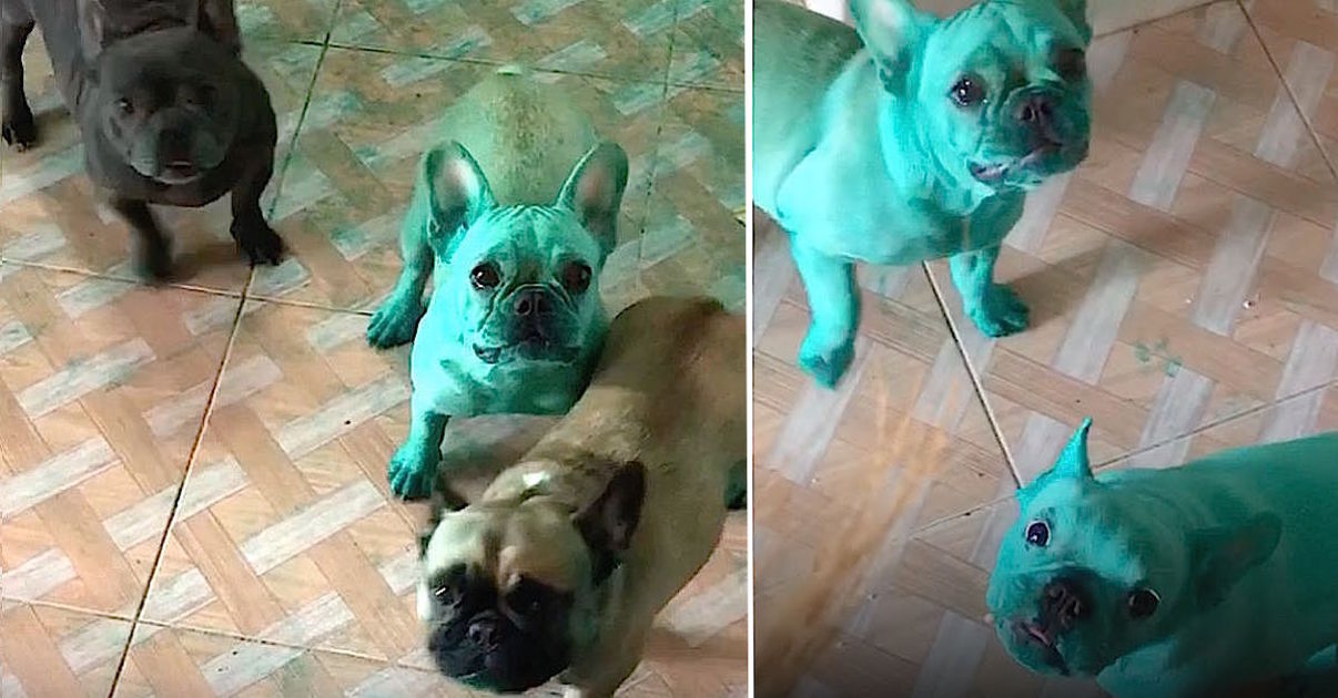 Naughty Dogs Turn Themselves Green After Raiding Food Coloring ...