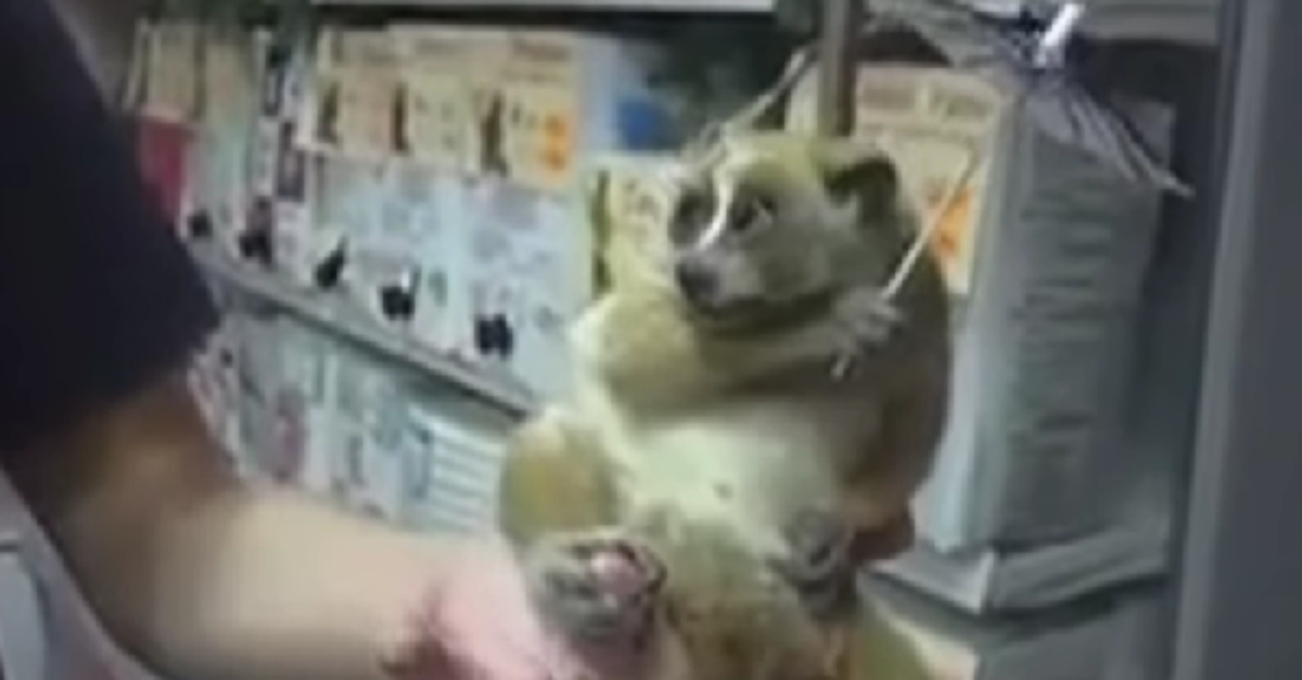 This Tiny Loris Loves Her Miniature Umbrella, But Watch What She Does ...