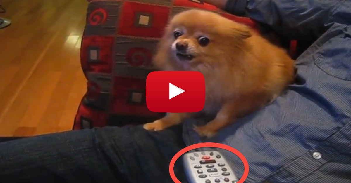 This Dog Makes The FUNNIEST Sounds, I Can't Help But Laugh Hysterically ...