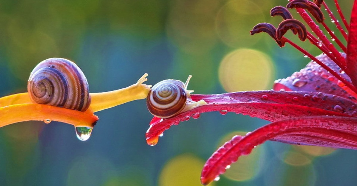 These Close-Up Photos Of Snails Will Completely Blow Your Mind. Just ...