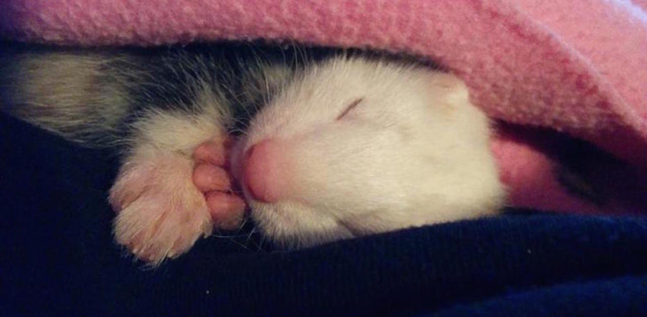 These Ferrets Are Far Too Cute | LittleThings.com