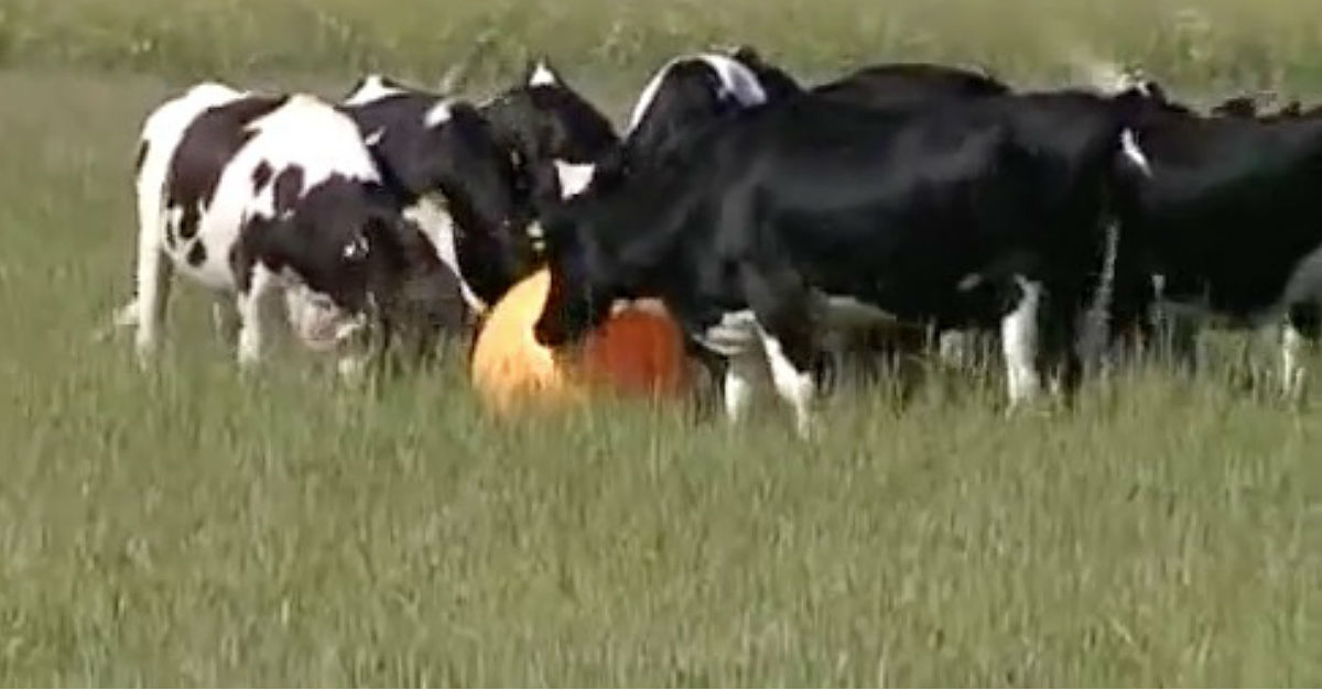 Cows Line Up At Their Fence When The Farmer Takes THIS Out Of Their ...